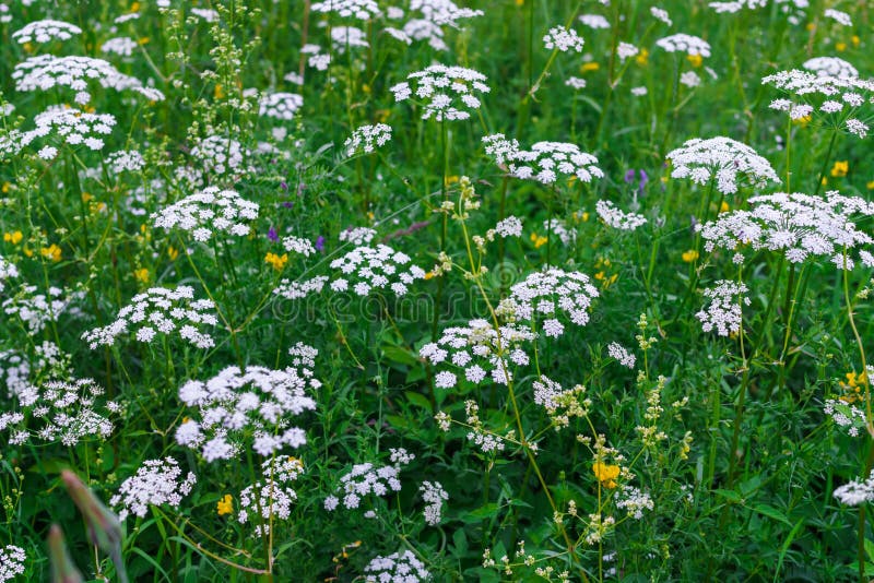 Beautiful Meadow of White Flowers in the Forest Stock Image - Image of ...