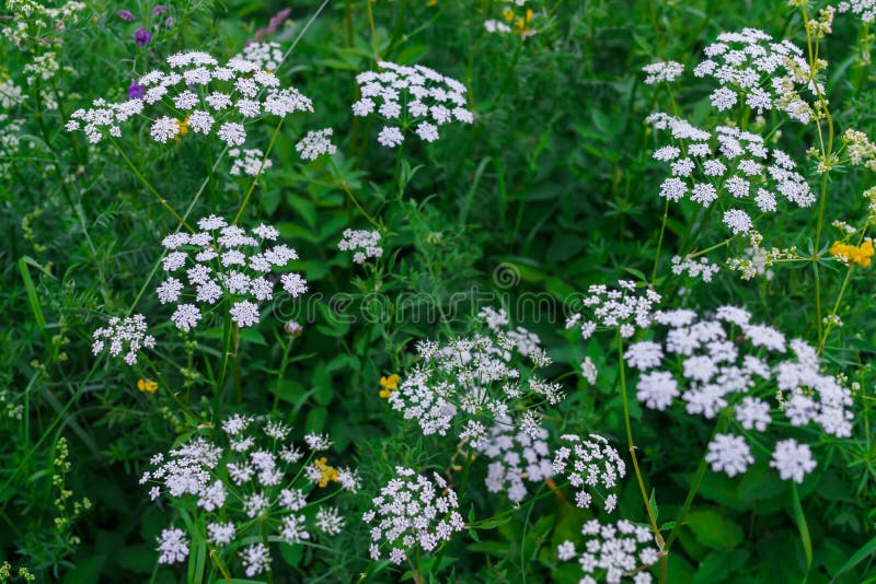 Beautiful Meadow of White Flowers in the Forest Stock Photo - Image of ...