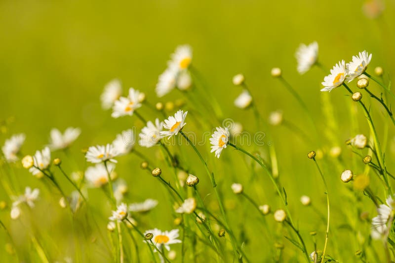 Beautiful Meadow with Wild Daisy Flowers on a Spring Day Stock Image ...