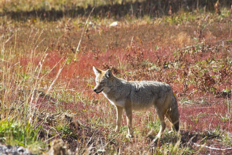 The beautiful meadow wolf stock image. Image of beautiful - 7608857