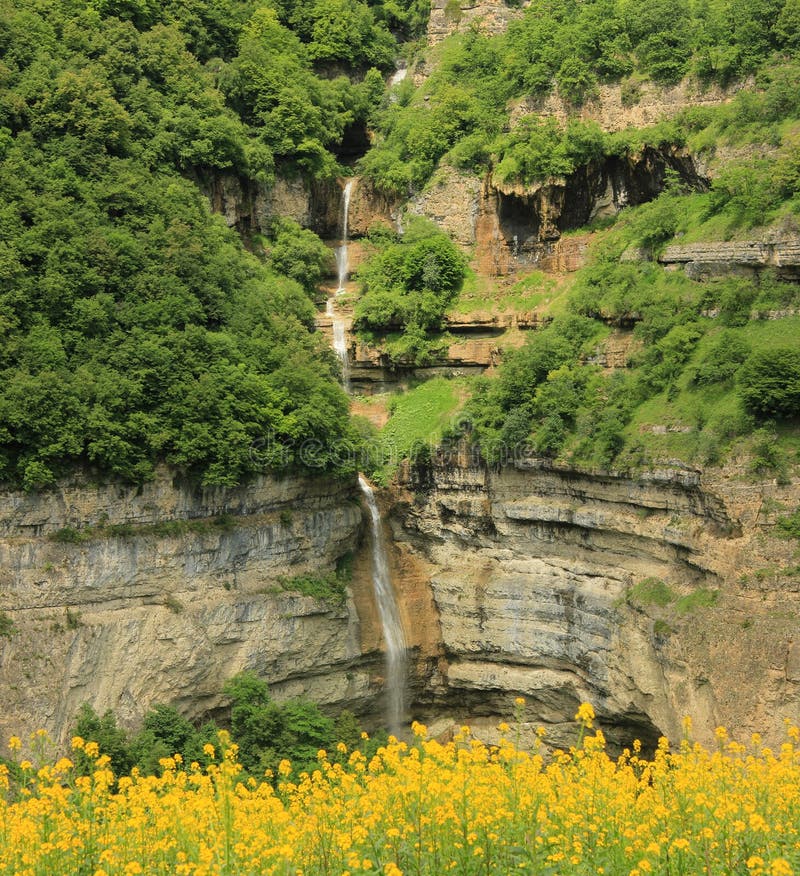 Beautiful Meadow of Yellow Flowers with a Waterfall Stock Photo - Image ...