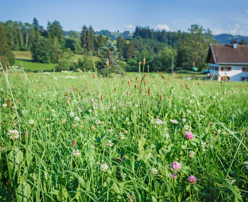 Beautiful meadows. Austria stock photo. Image of height - 68385014