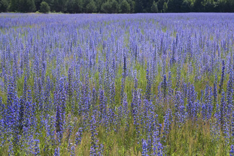 Beautiful meadows stock photo. Image of pasture, cloudy - 69201848