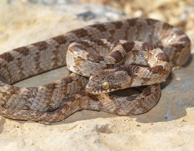 Beautiful Mediterranean Cat Snake, Telescopus Fallax on the Ground ...