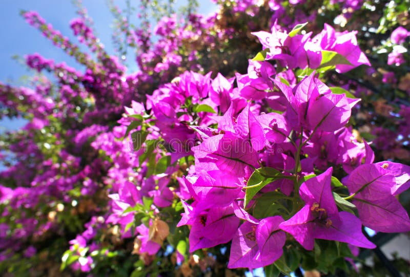 Beautiful Mediterranean Terrace With Pink Flowers Stock Image - Image ...