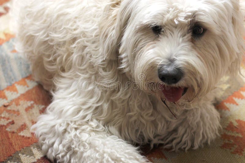Beautiful Medium Breed Dog, White Labradoodle Lying Down and Resting ...