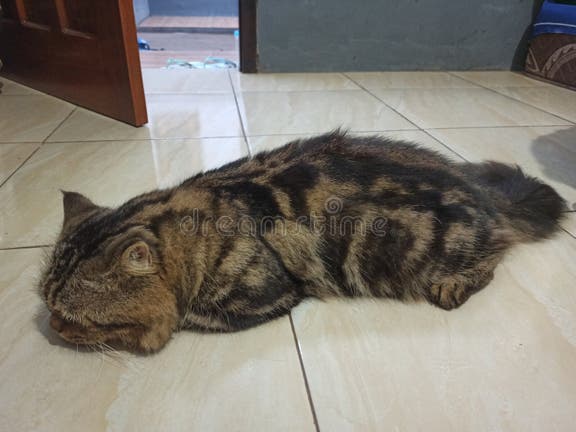 This is a Beautiful Medium Persian Cat Breed Stock Image - Image of ...