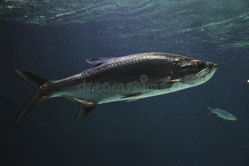 Beautiful Megalops Atlanticus Swimming in the Aquarium Stock Image ...