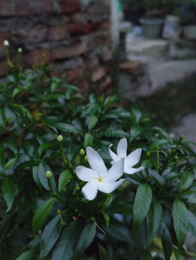 Beautiful Melati White Flower Stock Photo - Image of beautiful, white ...