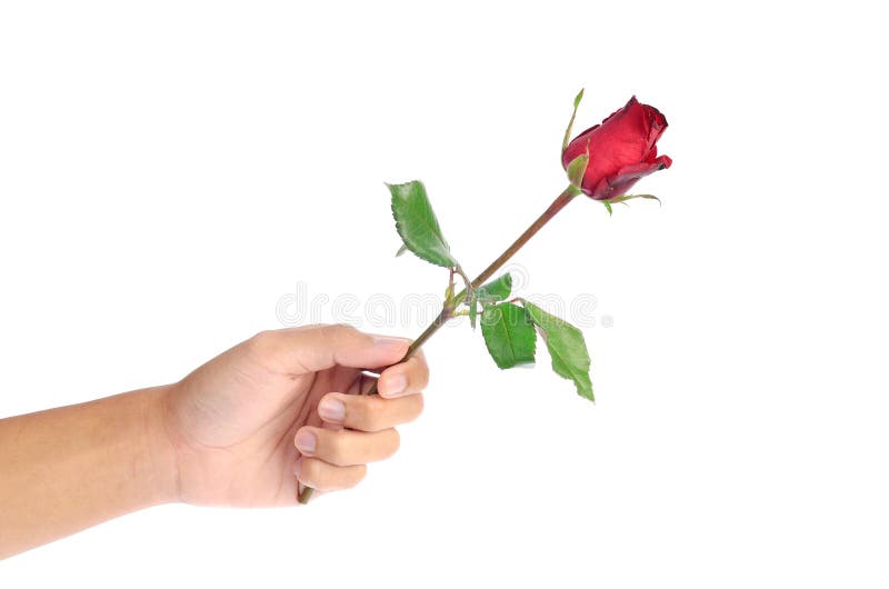 Beautiful Men Hand Holding a Red Rose Isolated on White Background ...