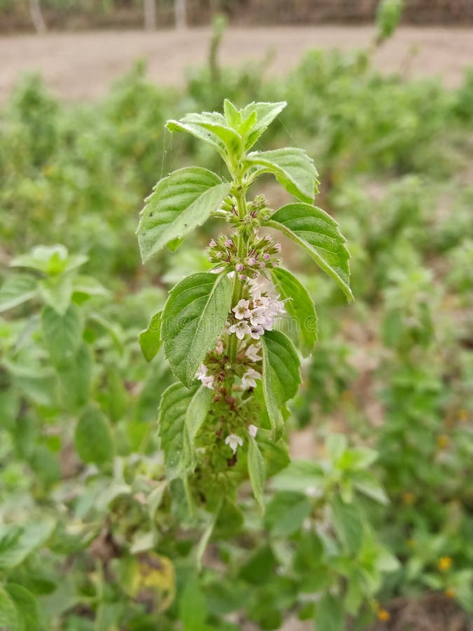 Beautiful Mentha Canadensis Plant Image India Stock Photo - Image of ...