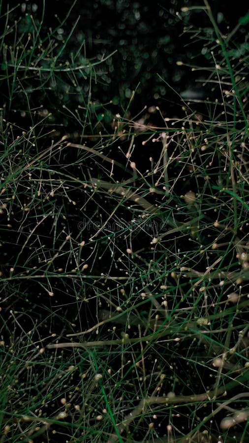 Beautiful messy grass stock photo. Image of plants, flower - 281191528