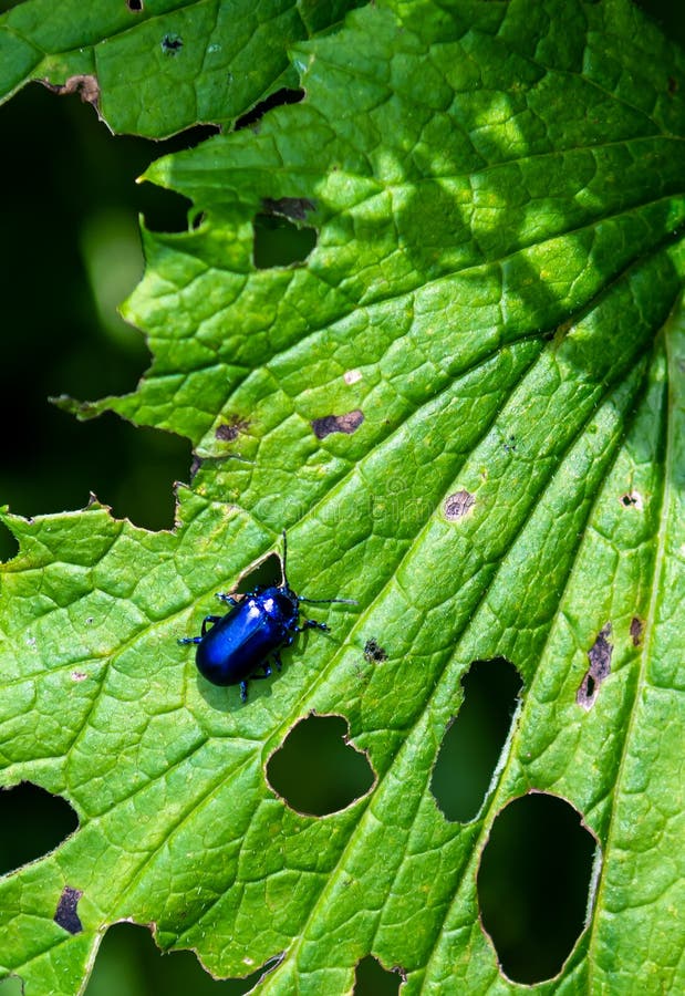 Metallic Blue Leaf Beetle on Green Leaf with Holes Stock Photo - Image ...