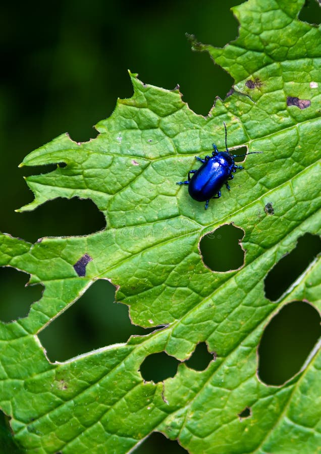 Metallic Blue Leaf Beetle on Green Leaf with Holes Stock Photo - Image ...