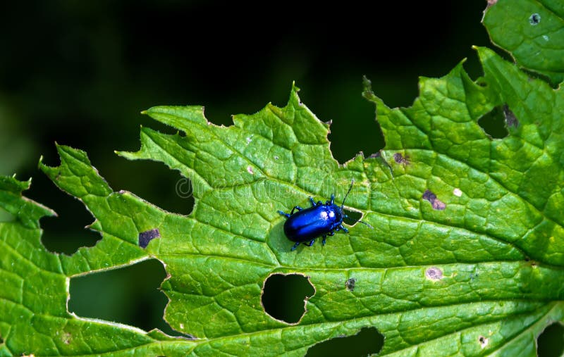 Metallic Blue Leaf Beetle on Green Leaf with Holes Stock Photo - Image ...