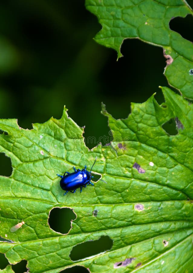Metallic Blue Leaf Beetle on Green Leaf with Holes Stock Photo - Image ...