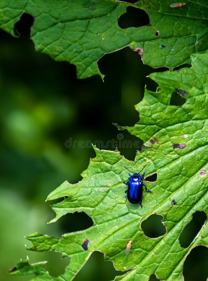 Metallic Blue Leaf Beetle on Green Leaf with Holes Stock Photo - Image ...