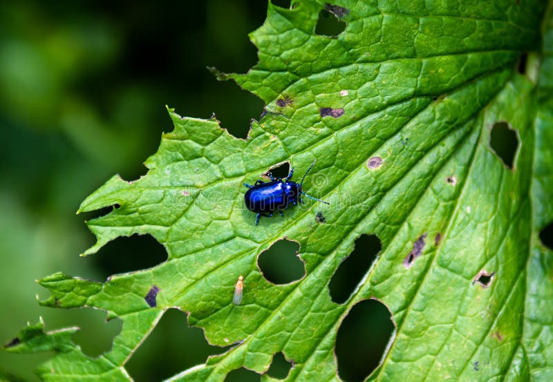 Metallic Blue Leaf Beetle on Green Leaf with Holes Stock Photo - Image ...