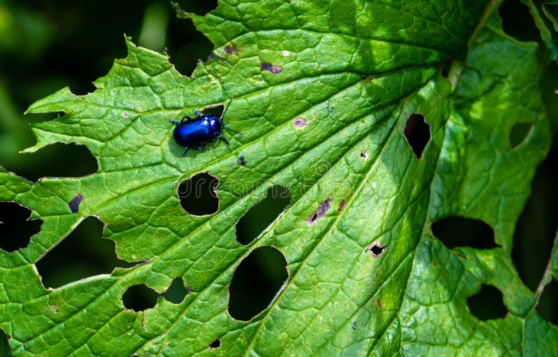 Metallic Blue Leaf Beetle on Green Leaf with Holes Stock Photo - Image ...