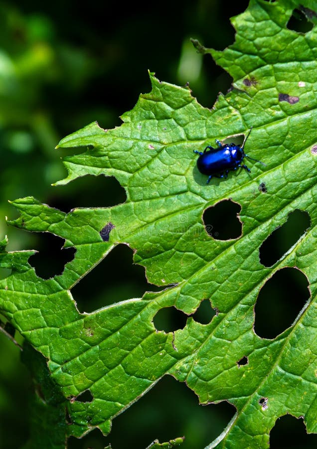 Metallic Blue Leaf Beetle on Green Leaf with Holes Stock Image - Image ...