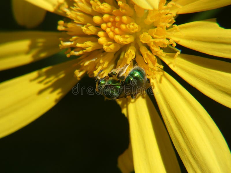 A Beautiful Metallic Sweat Bee Stock Photo - Image of pollinating ...