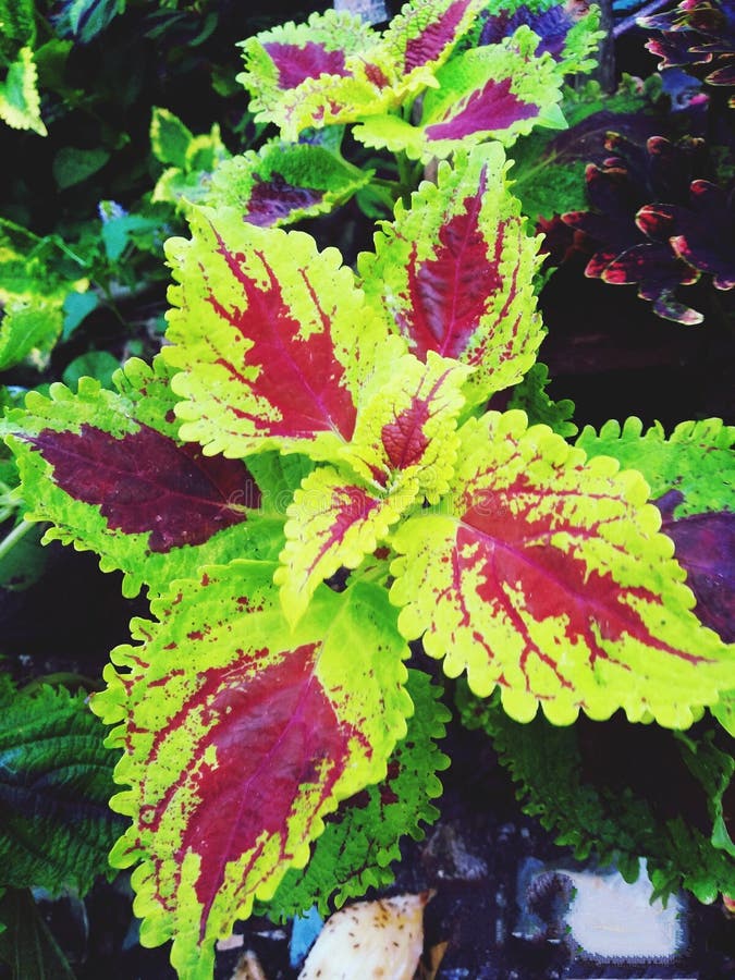 This is a Beautiful of Miana Red Bugs Stock Photo - Image of evergreen ...