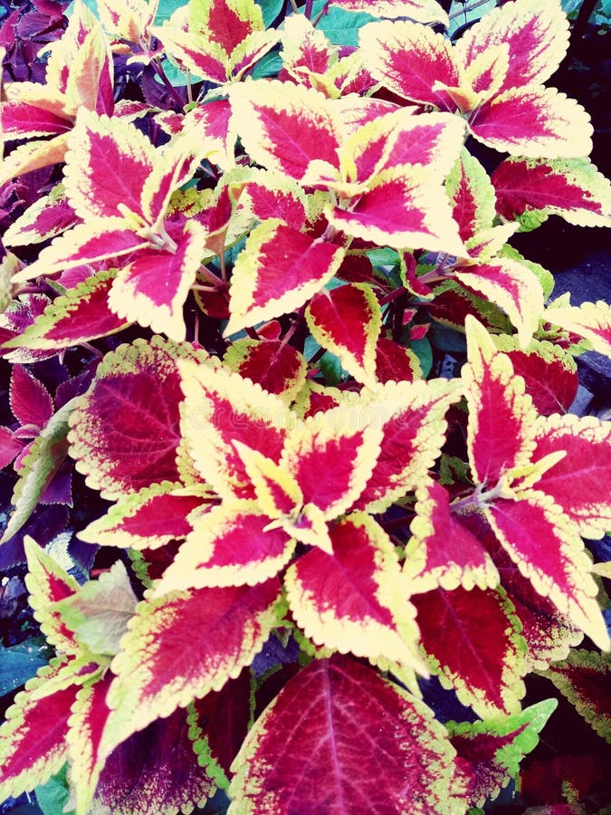 This is a Beautiful of Miana Khayangan Stock Image - Image of blossom ...