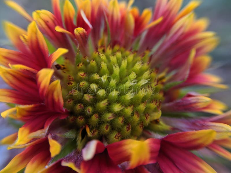 Beautiful Micro Image of Colorful Flower India Stock Image - Image of ...