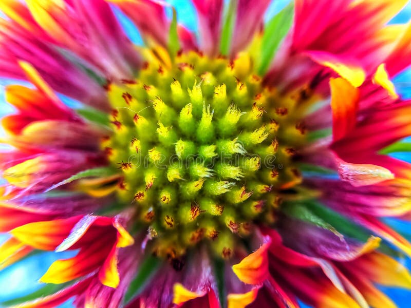 Beautiful Micro Image of a Colorful Flower India Stock Photo - Image of ...