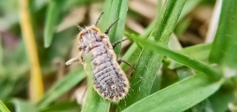 Beautiful Micro Image of Insect in a Grassland India Stock Photo ...