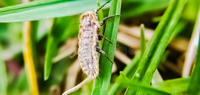 Beautiful Micro Image of a Insect Climbing in Grassland India Stock ...