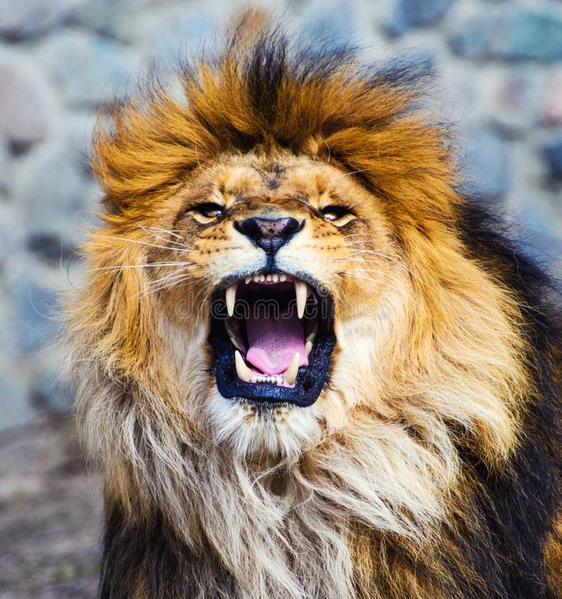 Lion Roar Face