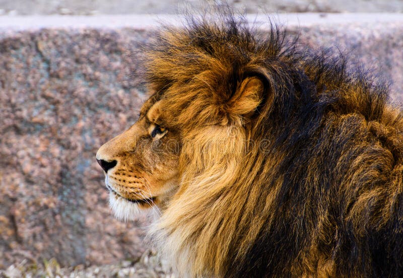 Beautiful Mighty Lion stock image. Image of carnivore - 153466309