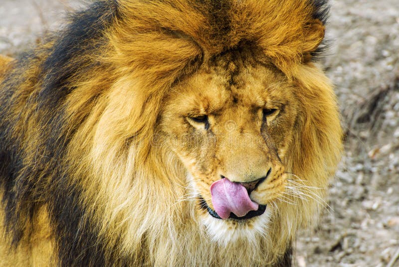 Beautiful Mighty Lion stock photo. Image of head, fang - 156044778