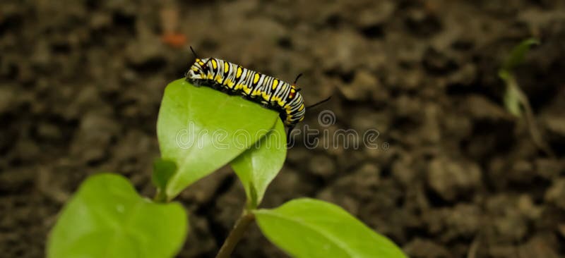 Beautiful Millipedes and Colorful Body Pattern. Stock Image - Image of ...