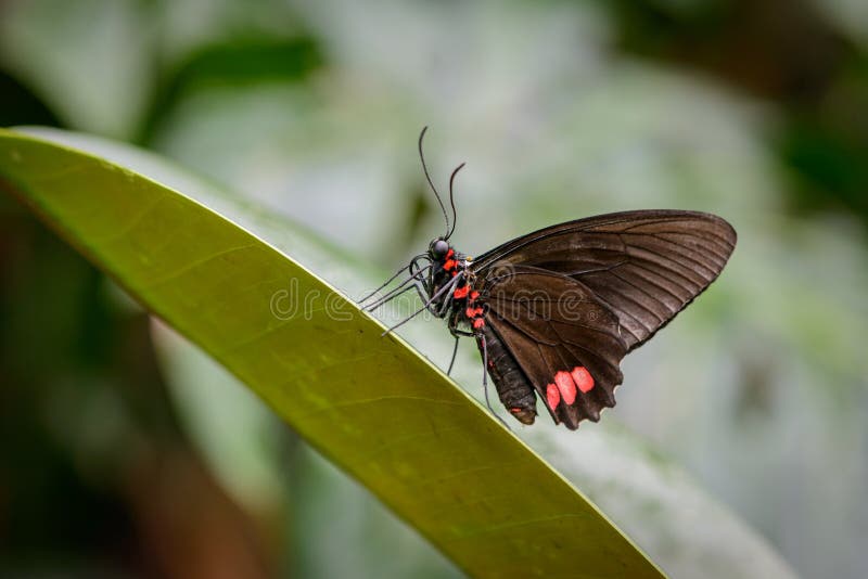 Beautiful Mimoides Ilus Butterfly on a Leaf Stock Image - Image of ...