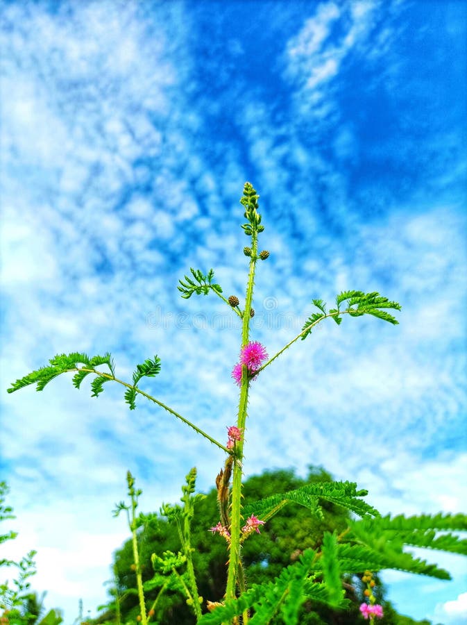 Beautiful Mimosa Invisa Weed and Blue Sky. Stock Image - Image of ...