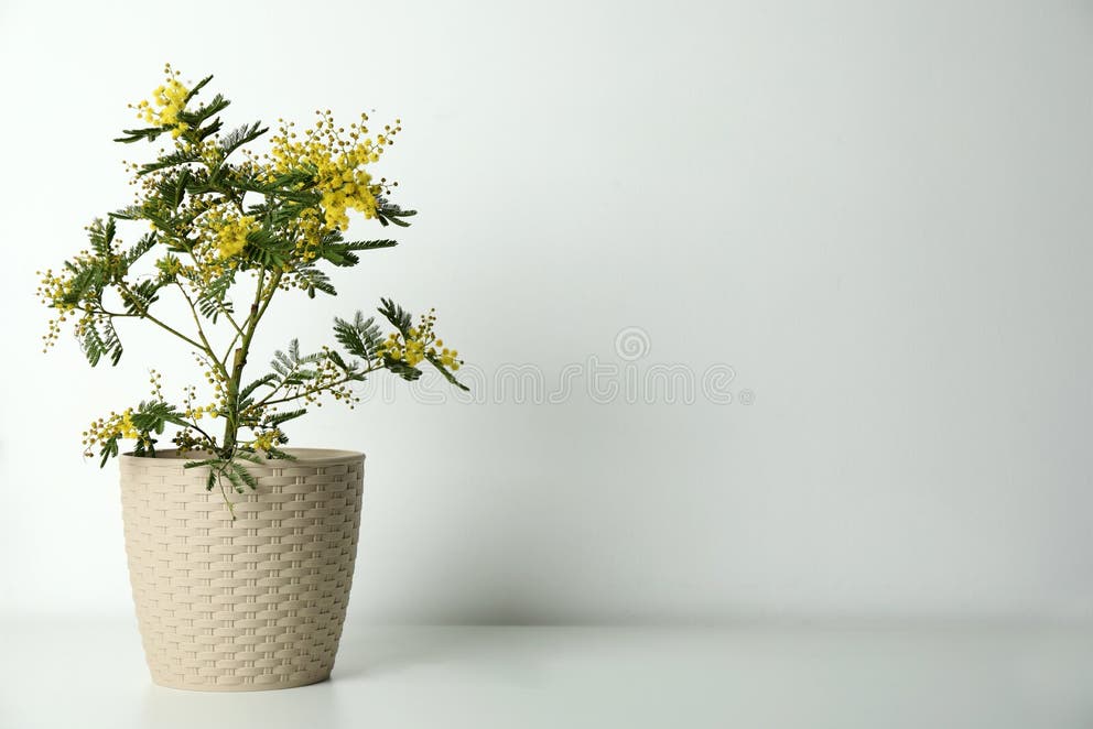 Beautiful Mimosa Plant in Pot on Light Grey Table, Space for Text Stock ...