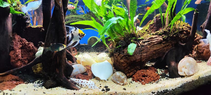 Beautiful Mini Aquascape for Ornamental Fish Stock Photo - Image of ...