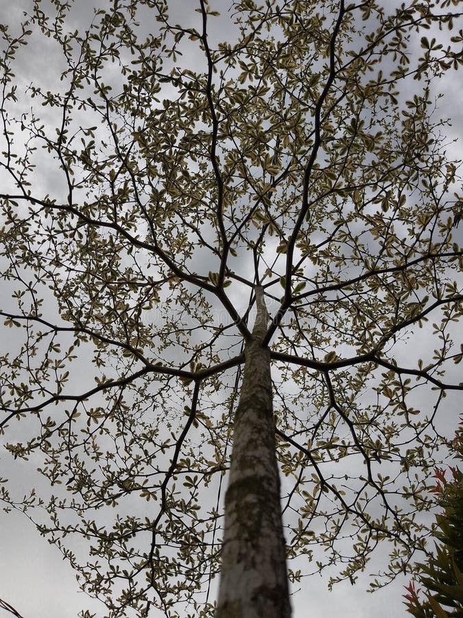 Beautiful Mini Ketapang Tree, Seen from Below Stock Image - Image of ...