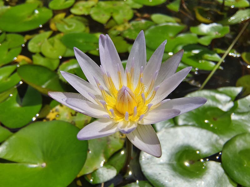 Beautiful Mini Lotus Plant Stock Photos - Free & Royalty-Free Stock ...