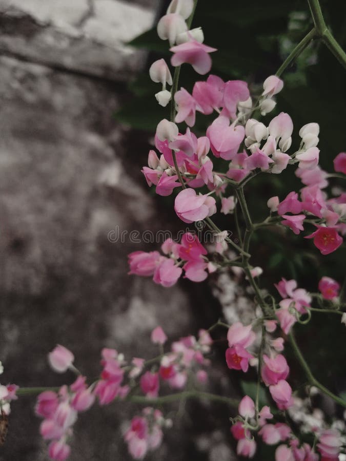 Beautiful Mini Pink Flowers Stock Image - Image of season, blossom ...