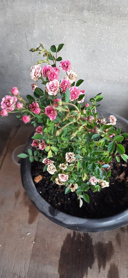 Beautiful Mini ros stock photo. Image of rose, beautiful - 341648176