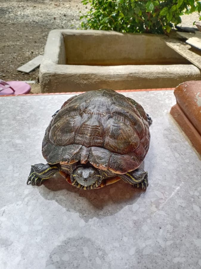 Beautiful Mini Turtle Stock Photos - Free & Royalty-Free Stock Photos ...