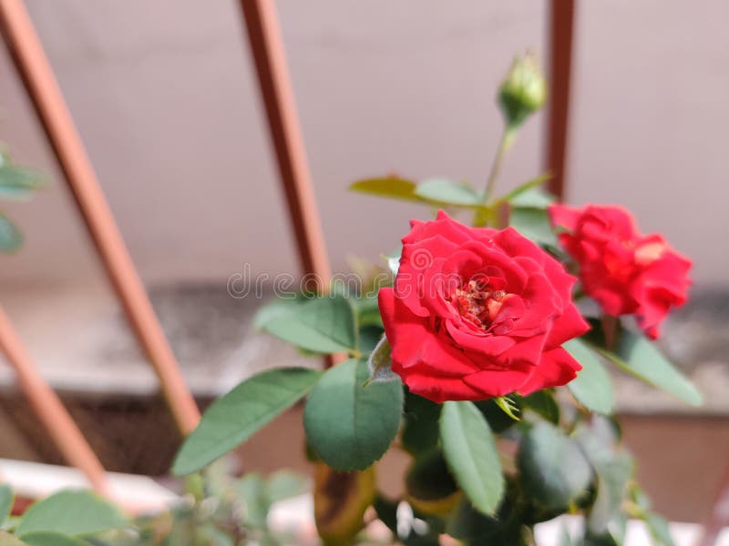 Button Roses in Nature Background Stock Image - Image of color, bloom ...