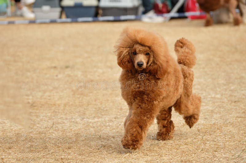 A Beautiful Miniature Red-colored Poodle in Motion Stock Photo - Image ...