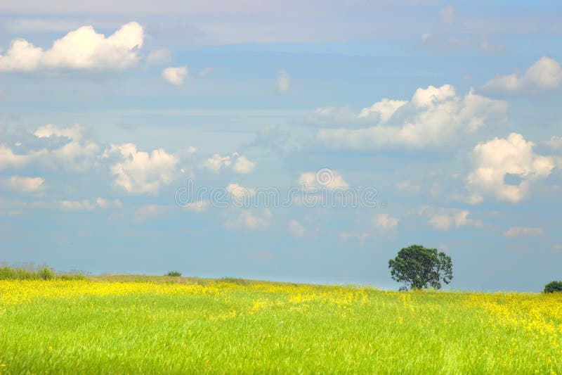 Beautiful Minimalistic Landscape of a Yellow Field Stock Photo - Image ...