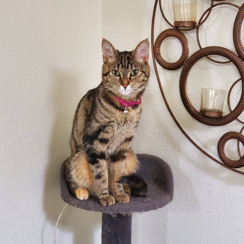 Beautiful Cleocatra Stock Photos - Free & Royalty-Free Stock Photos ...