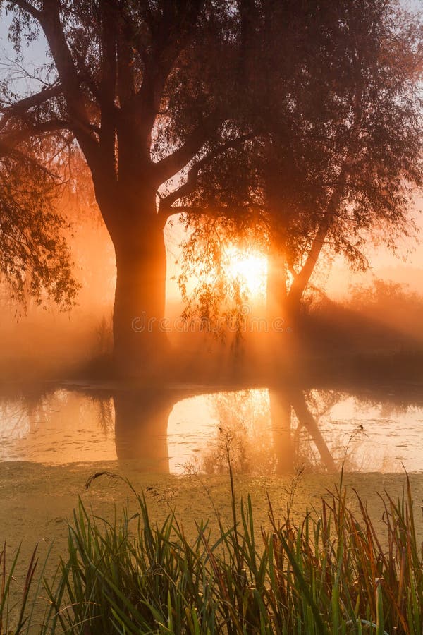 Beautiful Misty Dawn in the Spring on the River Stock Image - Image of ...