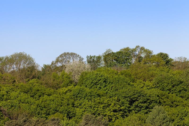 Beautiful mixed forest stock image. Image of foliage - 213533415